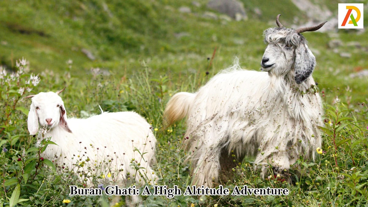 Buran Ghati trek A High Altitude Adventure